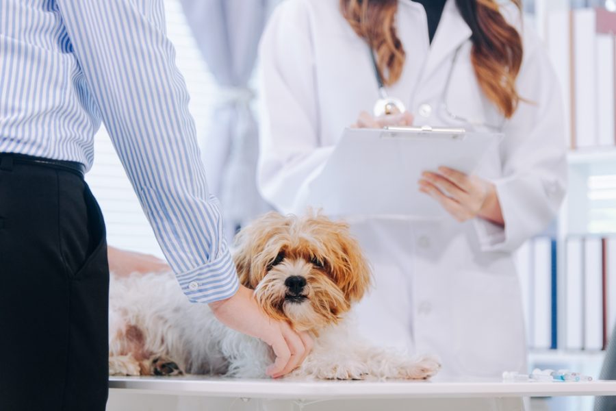 + Emergency - Royal Oak Veterinary + Urgent Care
